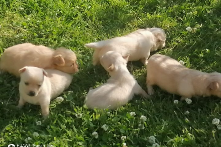 Dogs for Sale | Puppies for Sale | Cat for Sale | Dogs Ireland - Pets ...