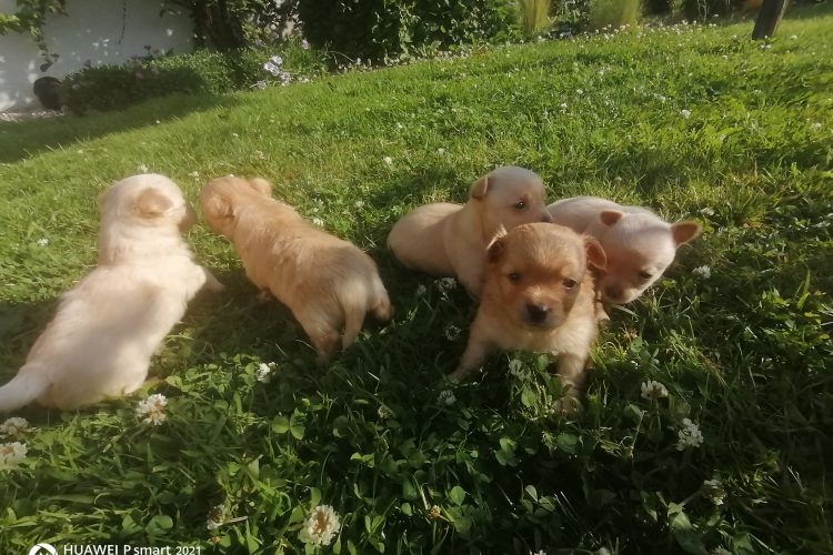 Dogs for Sale | Puppies for Sale | Cat for Sale | Dogs Ireland - Pets ...