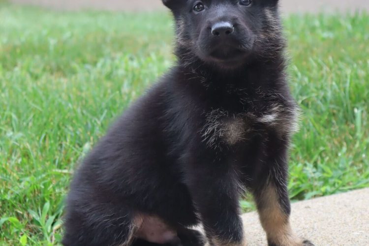 Dogs for Sale | Puppies for Sale | Cat for Sale | Dogs Ireland - Pets ...