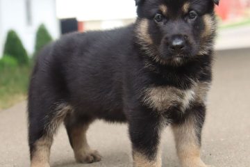 Dogs for Sale | Puppies for Sale | Cat for Sale | Dogs Ireland - Pets ...