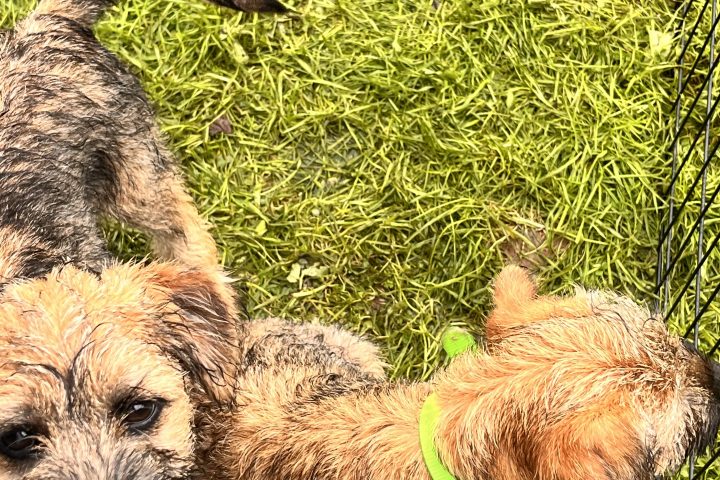 Dogs for Sale | Puppies for Sale | Cat for Sale | Dogs Ireland - Pets ...