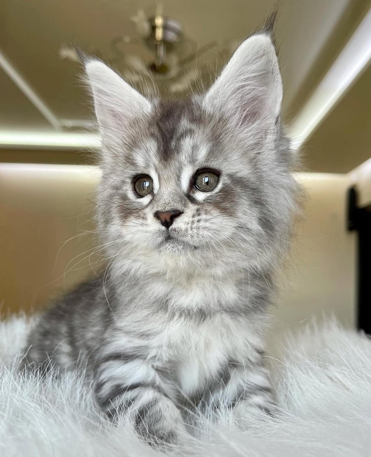 Gorgeous Maine Coon kittens ready - Pets Ireland