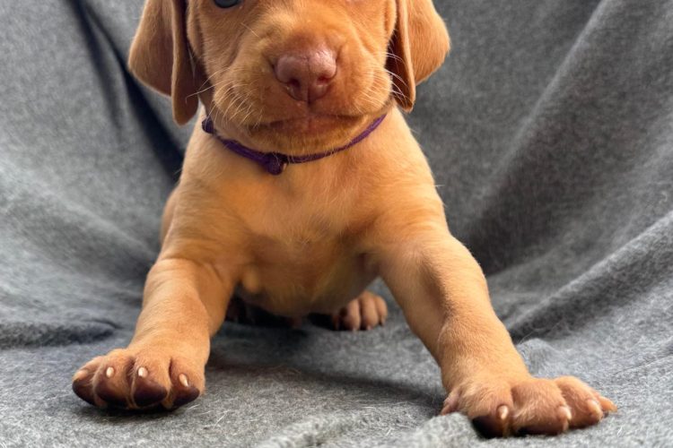 Dogs for Sale | Puppies for Sale | Cat for Sale | Dogs Ireland - Pets ...