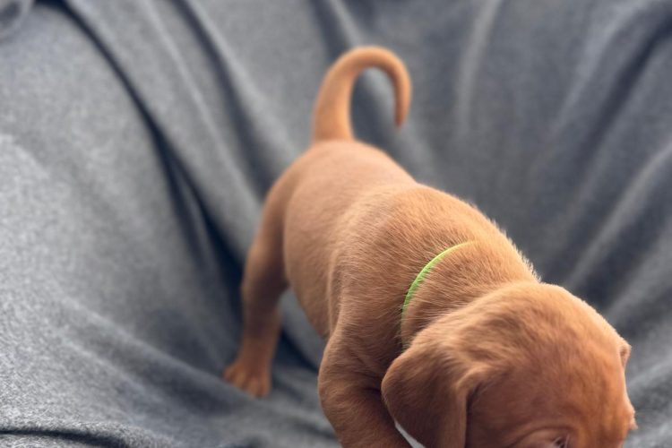 Dogs for Sale | Puppies for Sale | Cat for Sale | Dogs Ireland - Pets ...