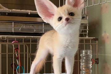 Dogs for Sale | Puppies for Sale | Cat for Sale | Dogs Ireland - Pets ...